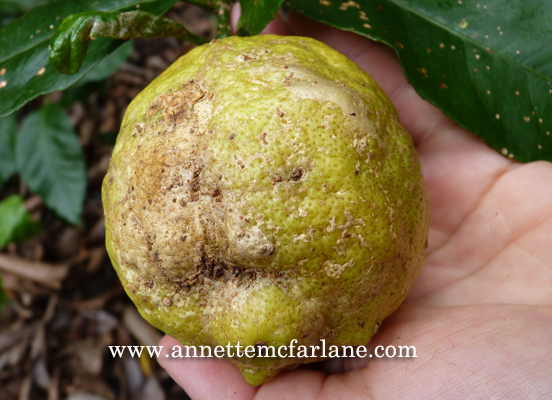 Identify the disease on your plants